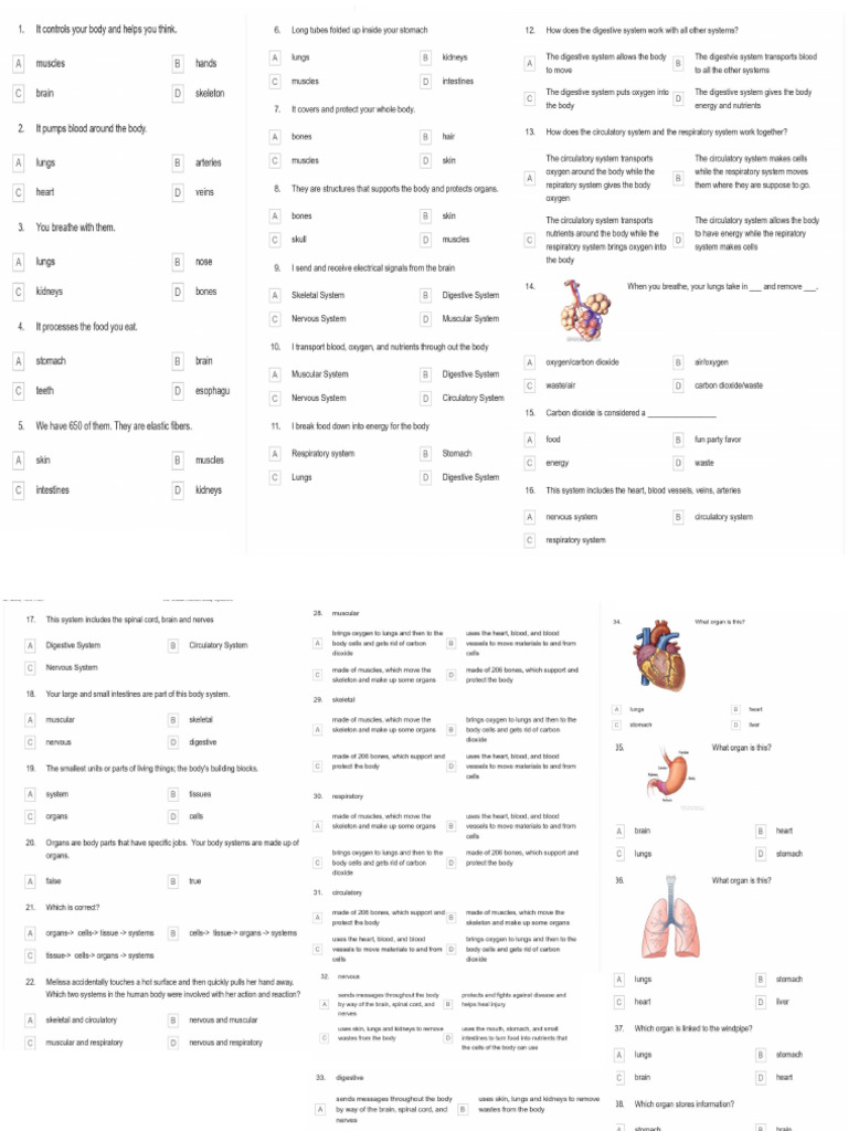 Unit Test Body Sytems | PDF
