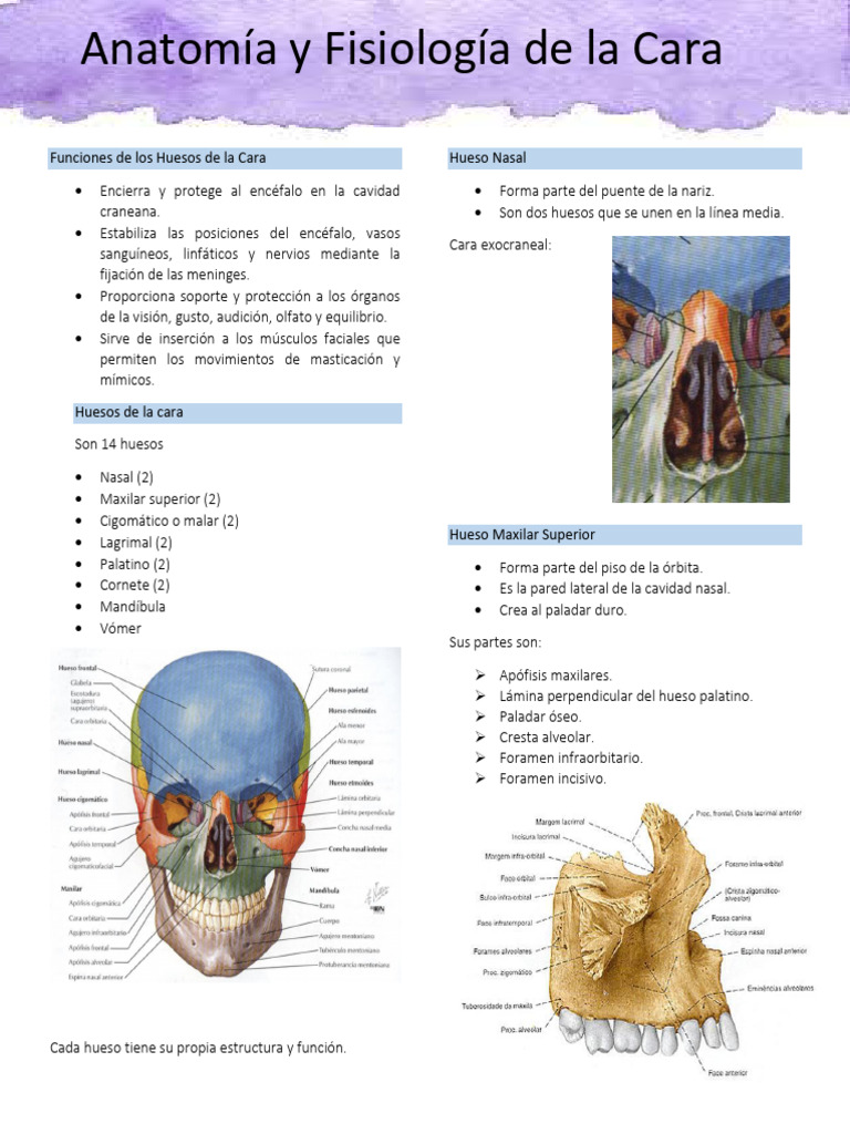 Anatomía y Funciones de los Huesos Faciales | PDF | Cara | Anatomía