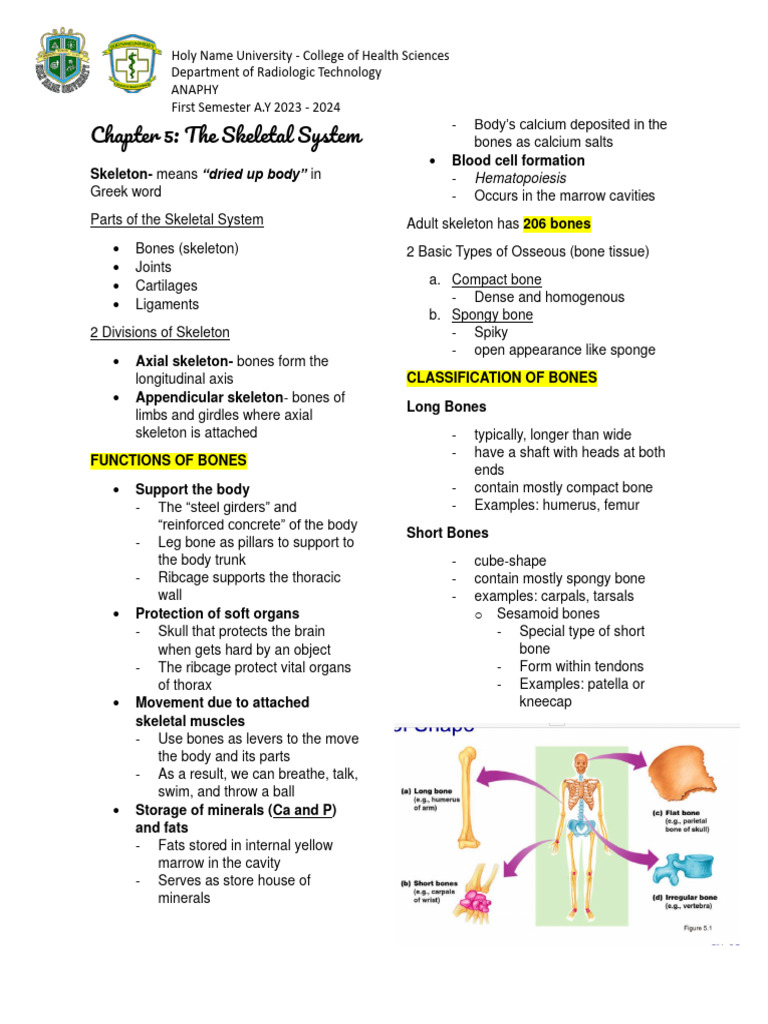 Skeletal System Overview and Functions | PDF | Vertebra | Vertebral Column