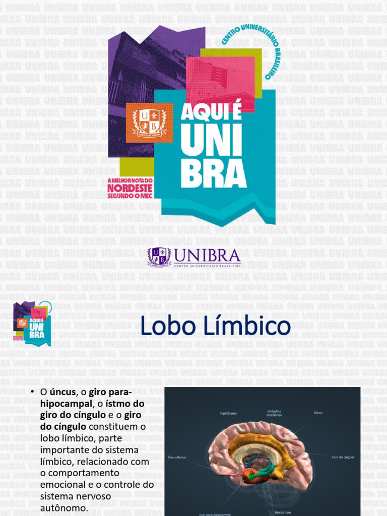 Núcleos Da Base UB | PDF | Córtex cerebral | Sistema límbico