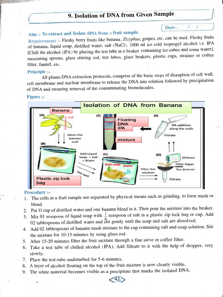Isolation of DNA From Given Sample. | PDF | Dna | Nucleotides