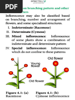 Malvaceae - Family, Classification, Floral Formula and Diagram | PDF | Flowers | Plants