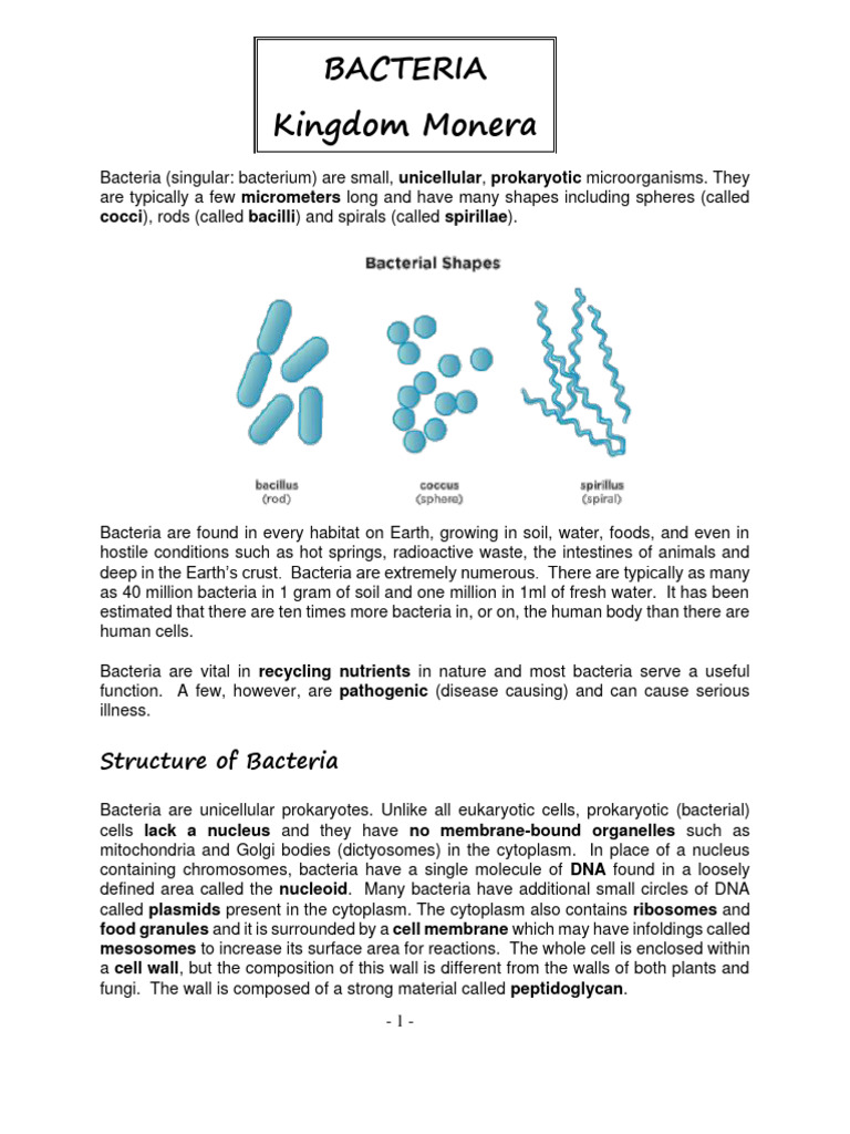 11 1 LS Bacteria notes | PDF | Bacteria | Tuberculosis