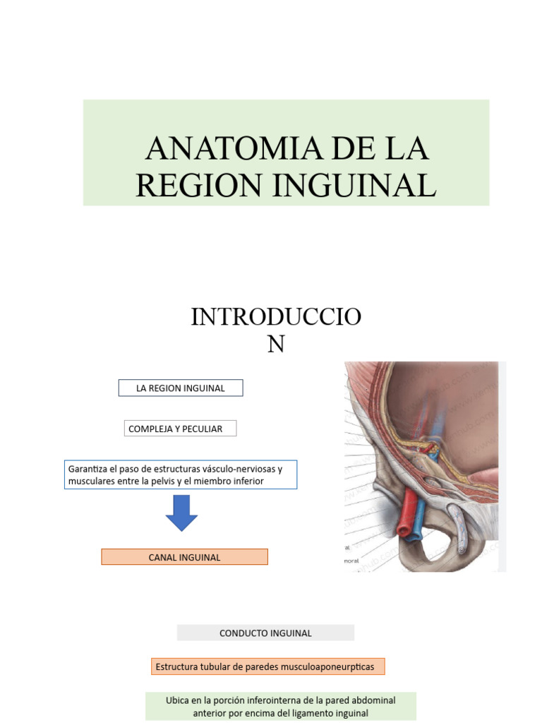 Anatomia de La Region Inguinal | PDF