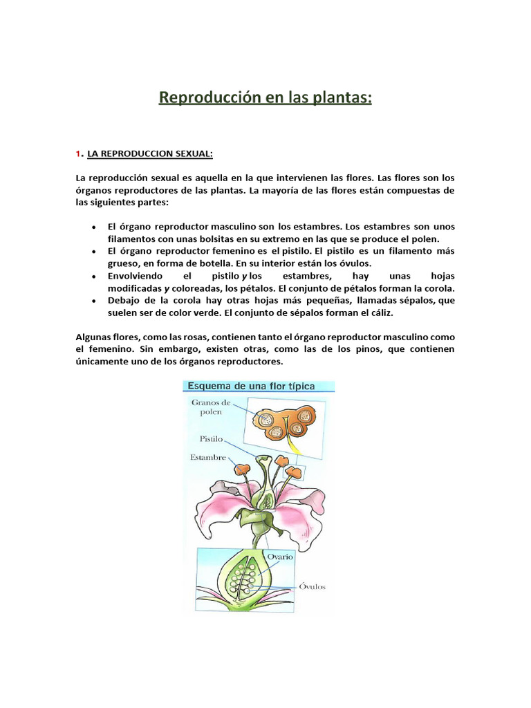 Reproducción en Las Plantas | Descargar gratis PDF | Flores | Reproducción