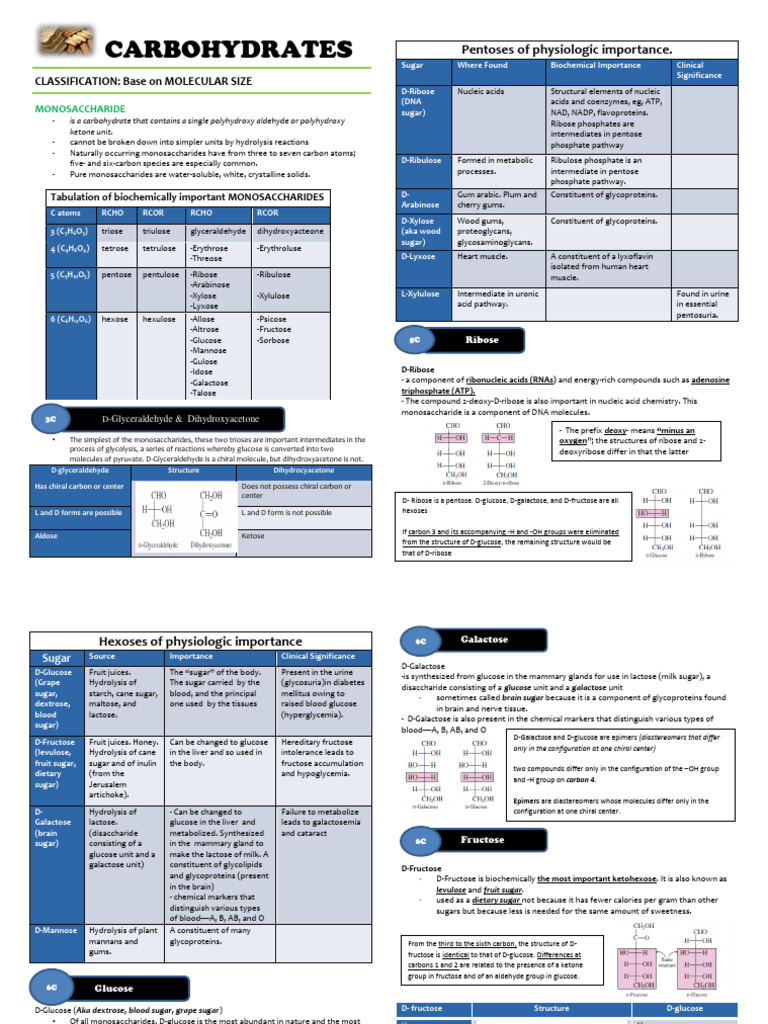 Carbohydrates Lec Notes | PDF | Polysaccharide | Glucose