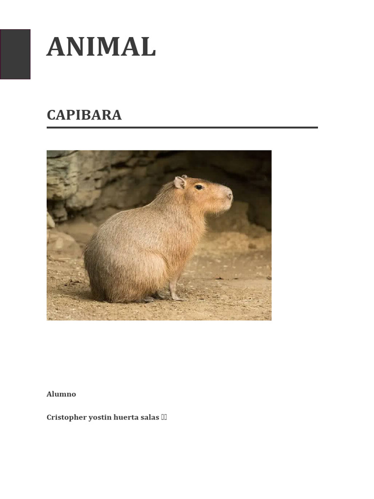 Capi | PDF