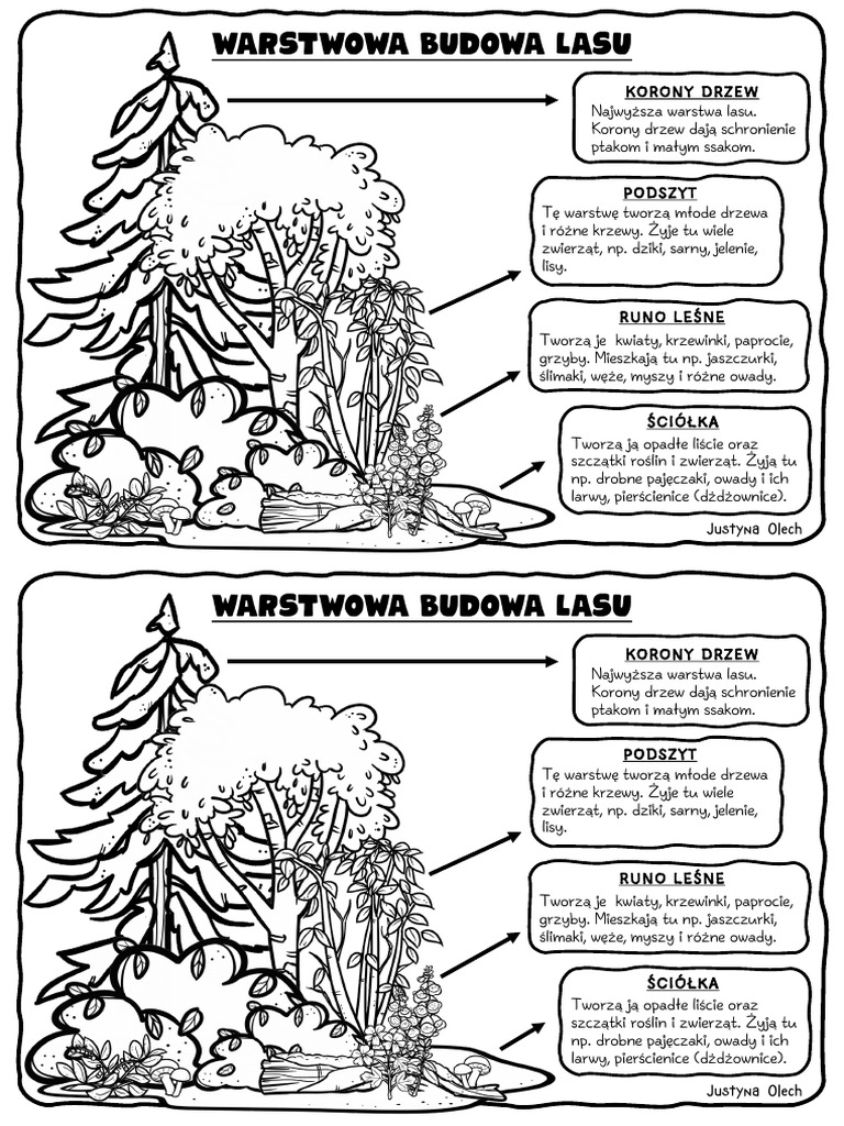 Warstwowa Budowa Lasu Wklejka PDF