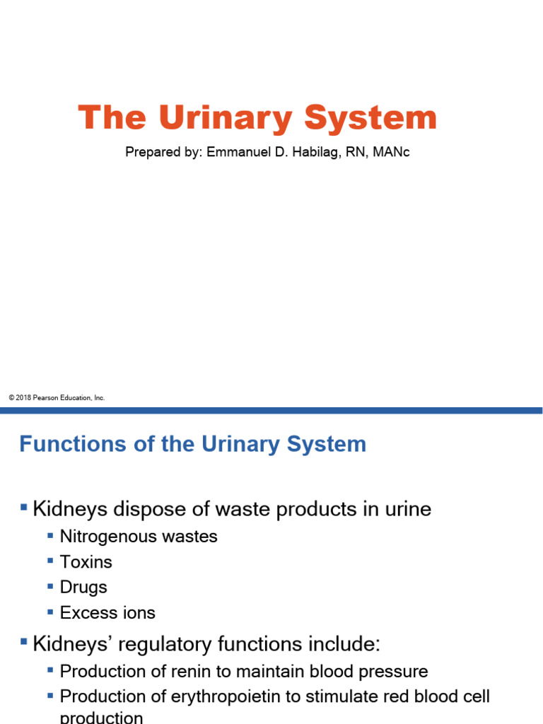 CHAPTER 15 Urinary System 1 | PDF | Kidney | Organ (Anatomy)