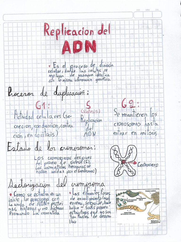 Replicacion Del ADN Cuaderno | PDF