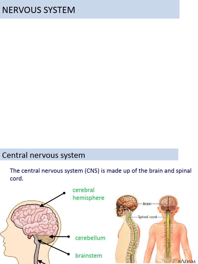 NERVOUS - SYSTEM (Auto-Saved) | PDF | Neuron | Chemical Synapse