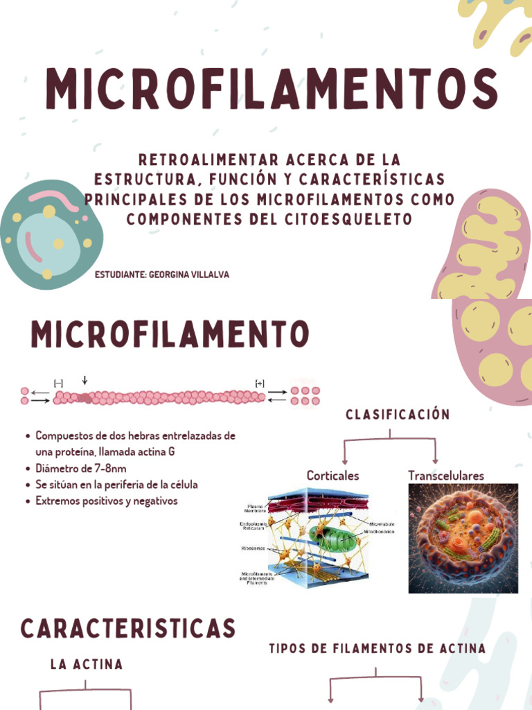 MICROFILAMENTOS | PDF | Actina | Citoesqueleto