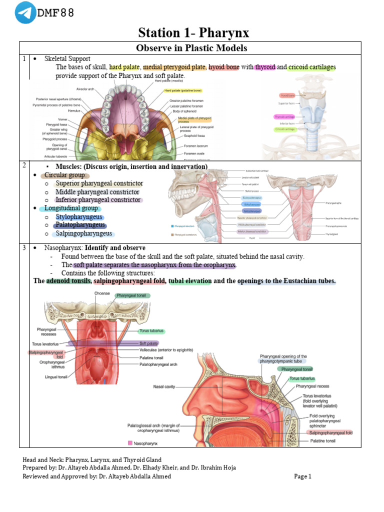 Lab 4 - Head Neck-Pharynx Larynx Thyroid Gland | PDF | Larynx | Respiratory System