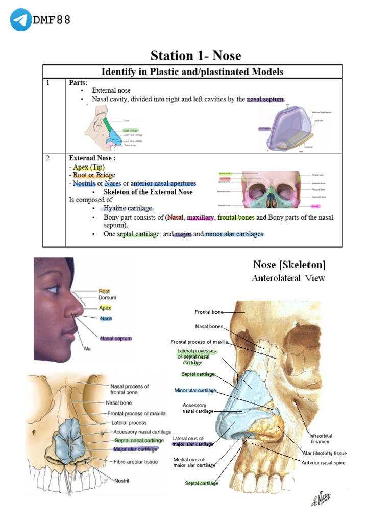 Lab 3 - Head Neck Nose Sinuses Mouth | PDF | Human Nose | Tongue