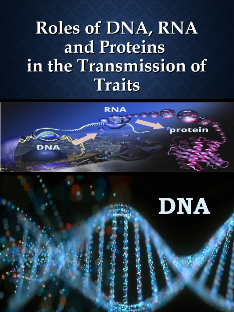 Q2 Lesson 4 Roles of DNA RNA and Proteins | PDF | Rna | Dna
