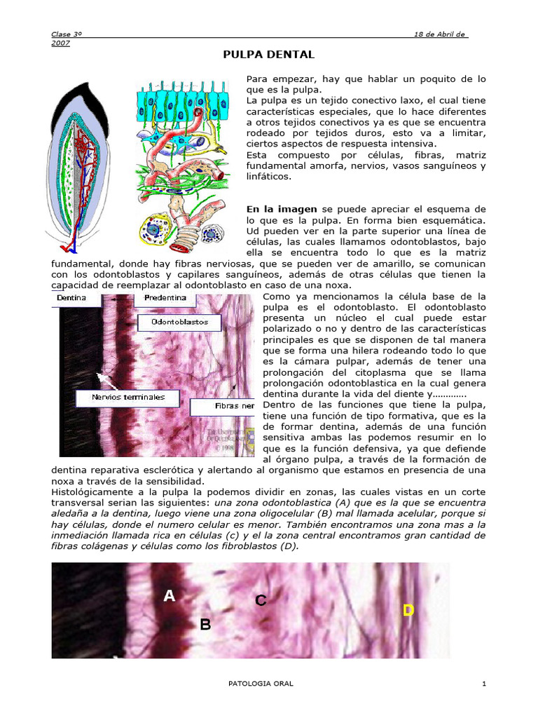 Clase Patologia Pulpar | PDF | Inflamación | Dolor