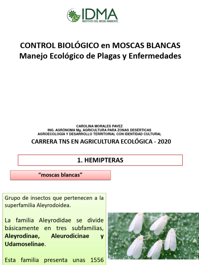 Control Biologico Moscas Blancas | PDF | Mosca | Insectos