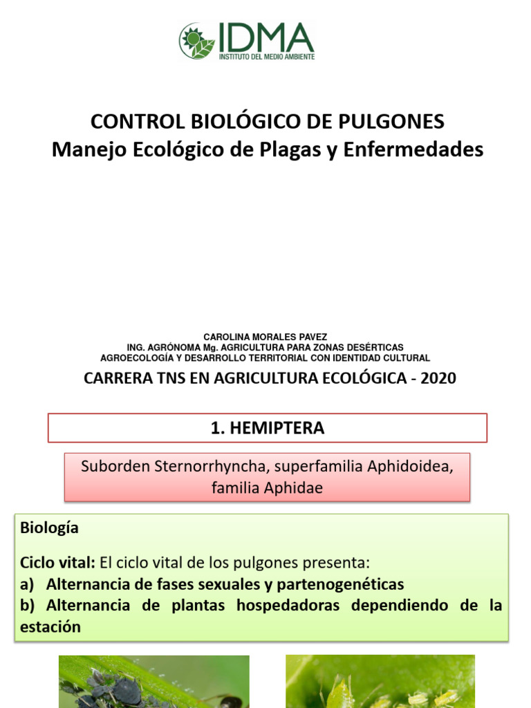 Ciclo y Control Biológico del Pulgón | PDF | Insectos