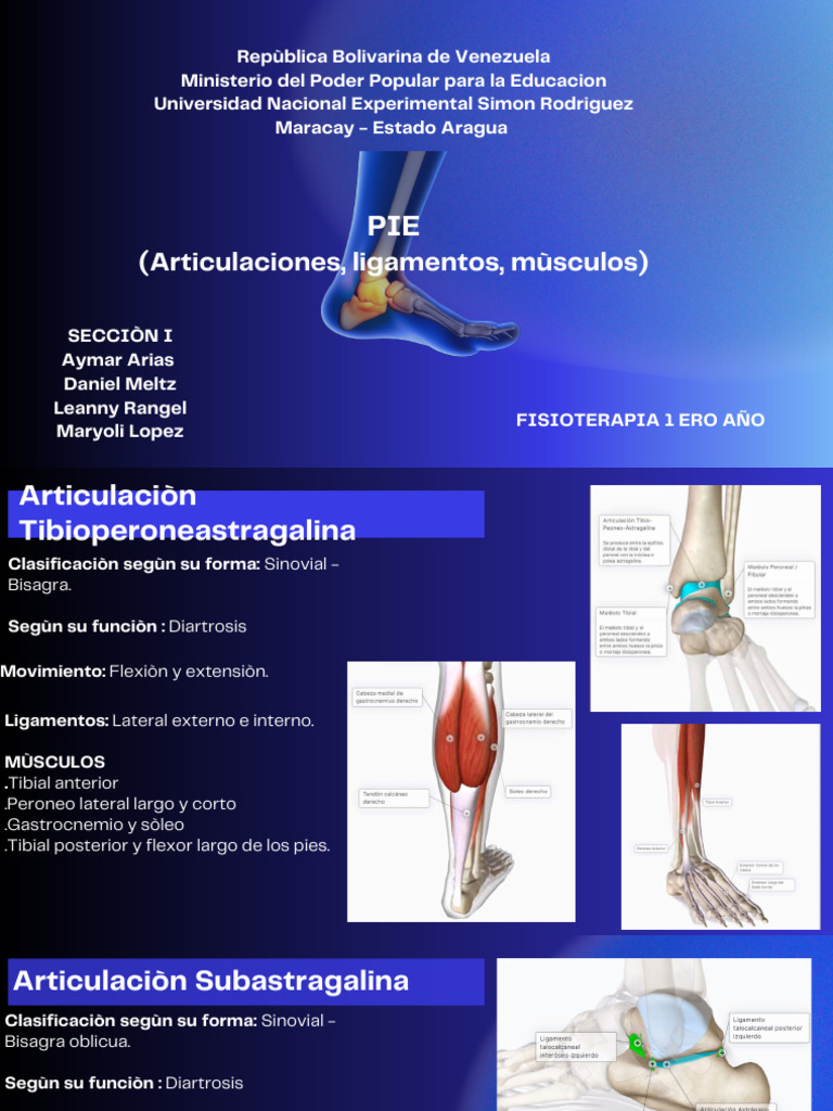 Anatomía y Ligamentos del Pie | PDF | Pie | Articulación