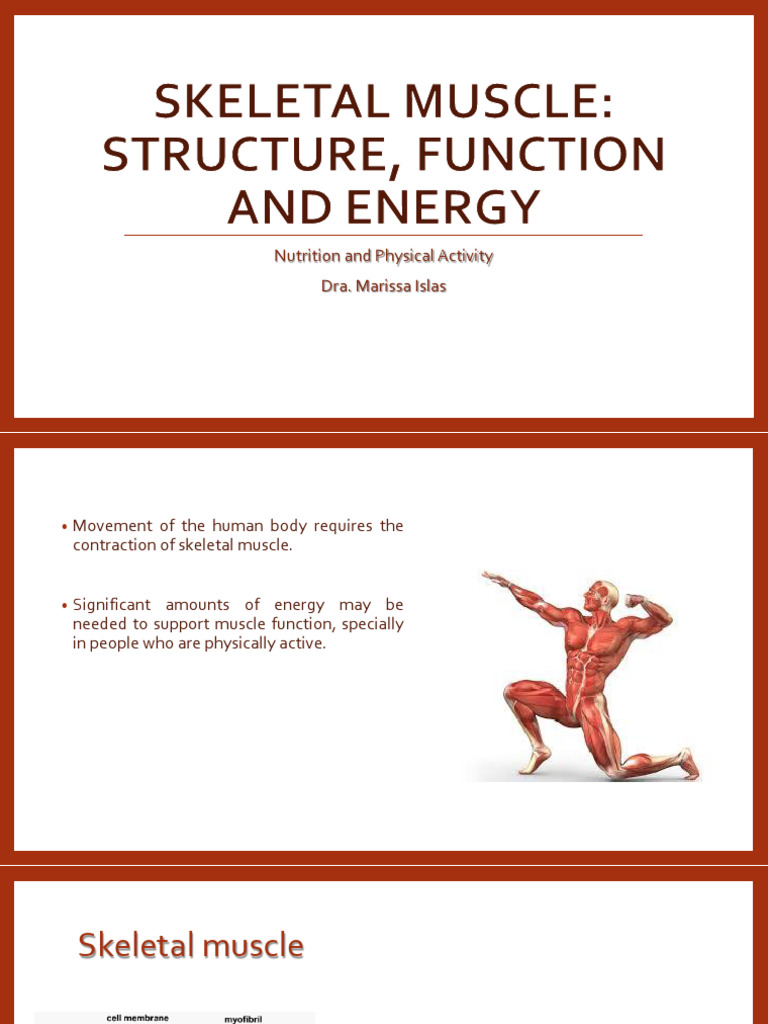 2.skeletal Muscle | PDF | Skeletal Muscle | Glycogen