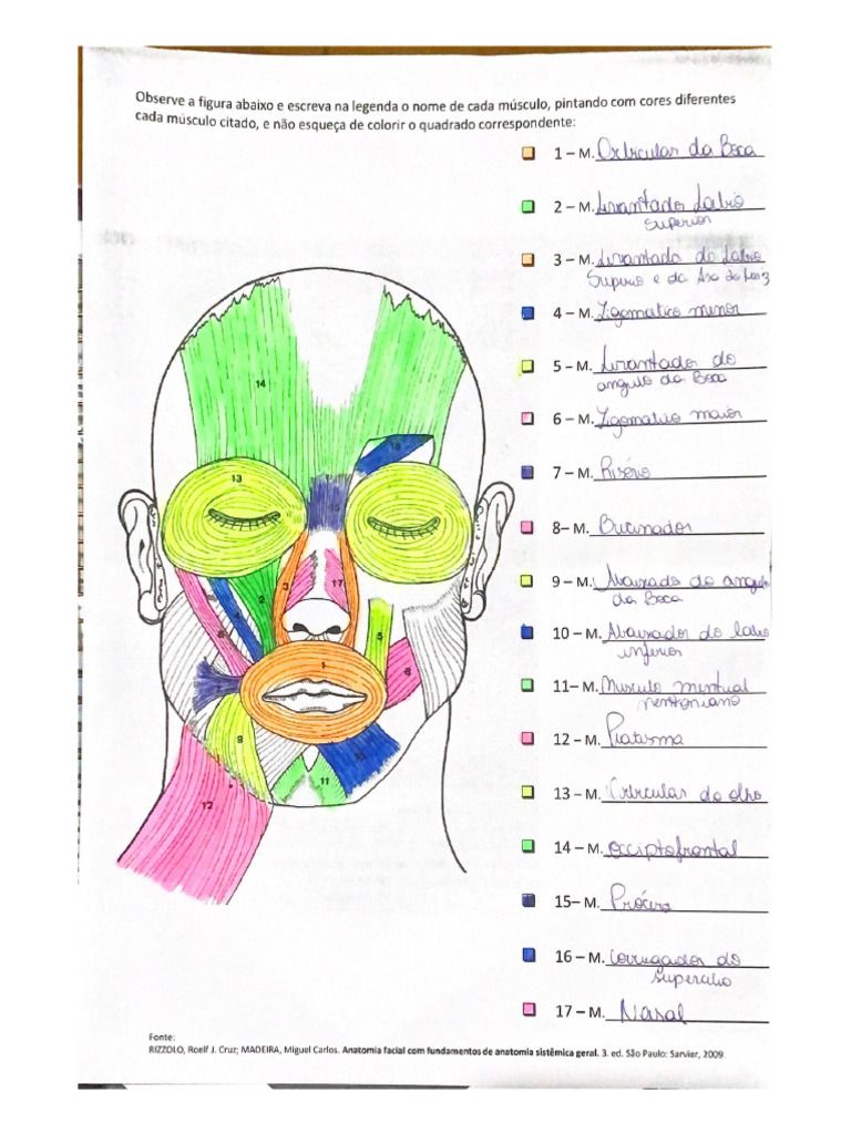 Músculo Face | PDF