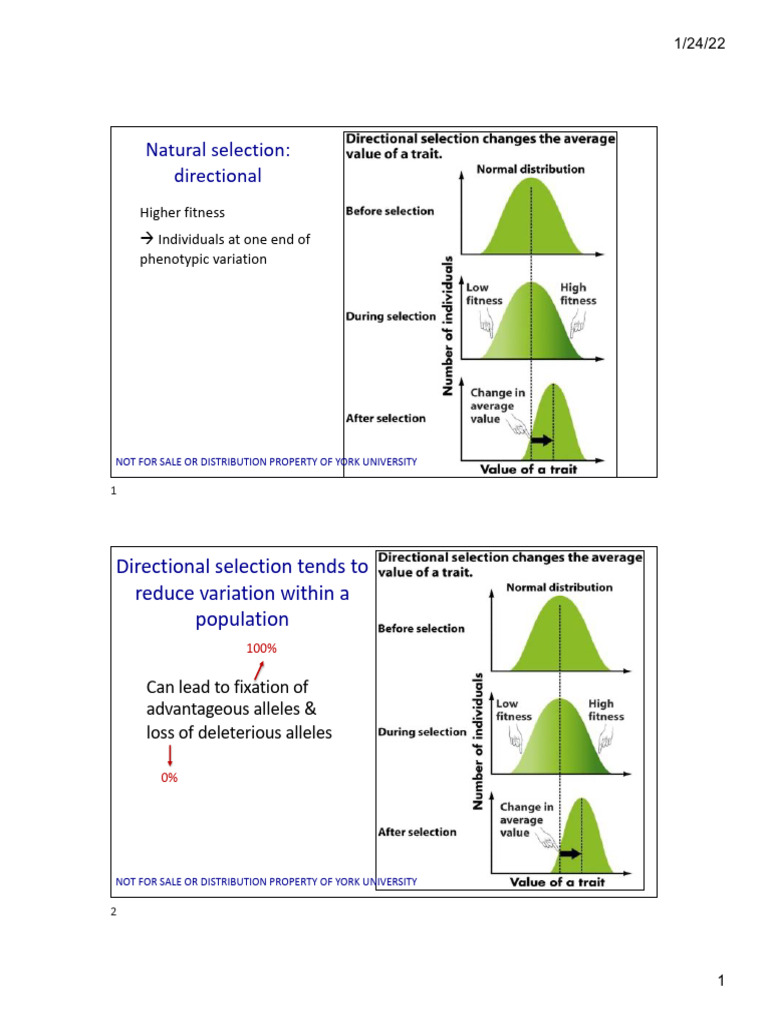 4b BIOL 1001 W2023 How Does Natural Selection Affect Variation | PDF | Natural Selection ...