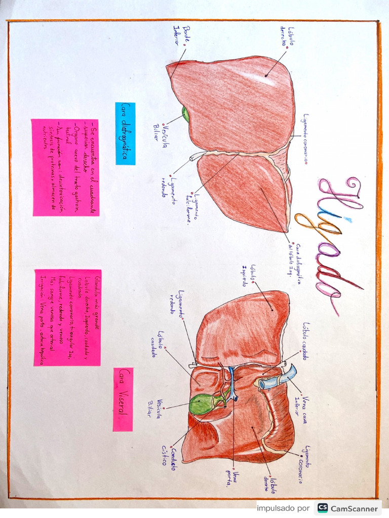 Atlas Hígado Vesicula Pancreas Tiroides | PDF