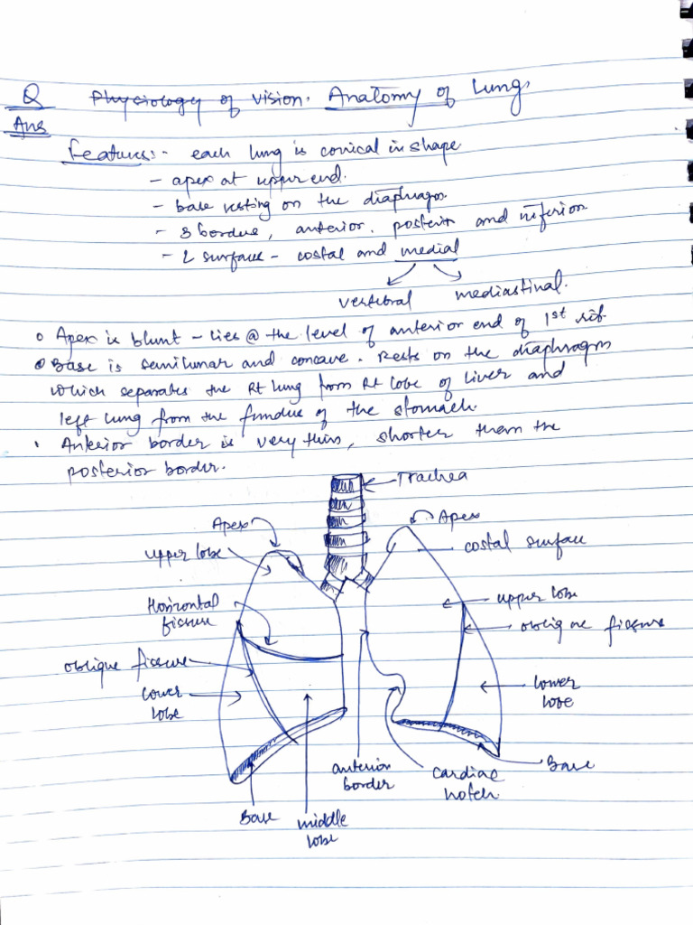 Lungs Notes 2 | PDF