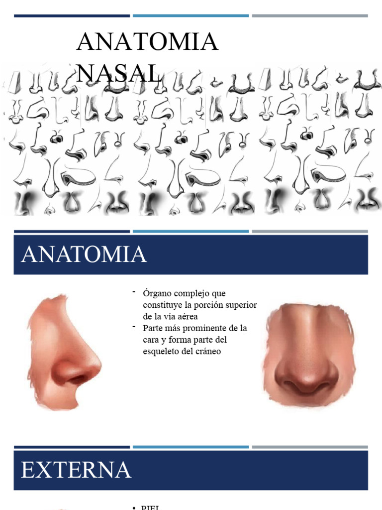 Anatomia Nasal | PDF | Nariz humana | Anatomía humana