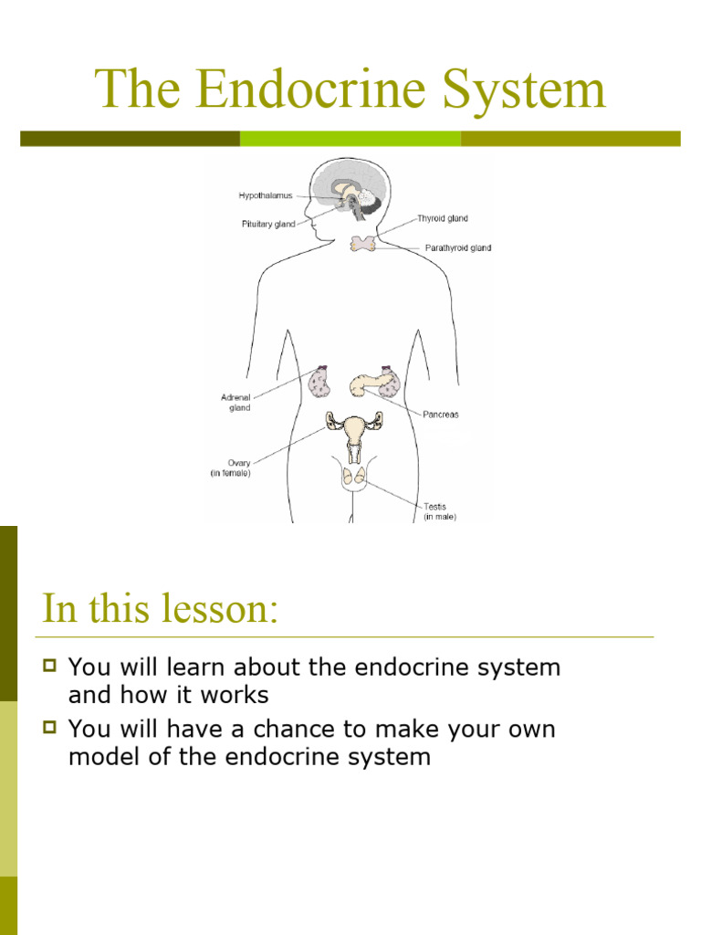 Endocrine System | PDF | Endocrine System | Hormone