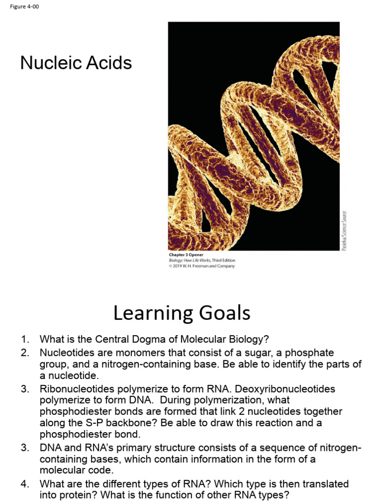 Lecture 4 Nucleic Acids 2023 | PDF | Rna | Nucleic Acids