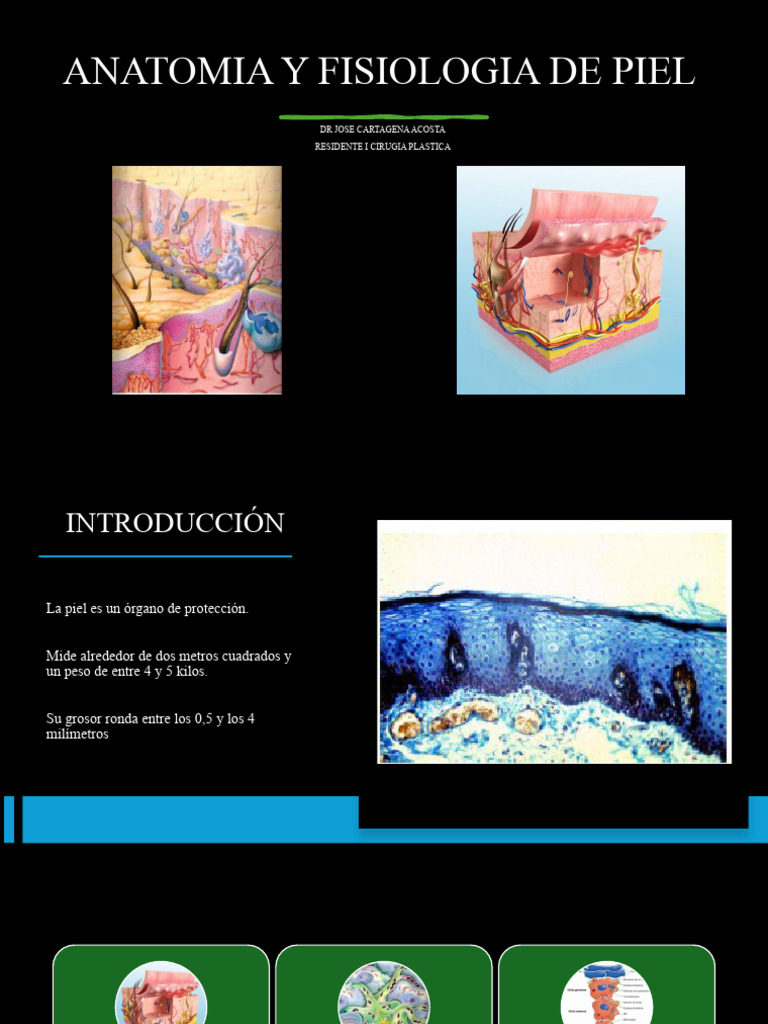 Anatomia y Fisiologia de La Piel | PDF | Piel | Epidermis