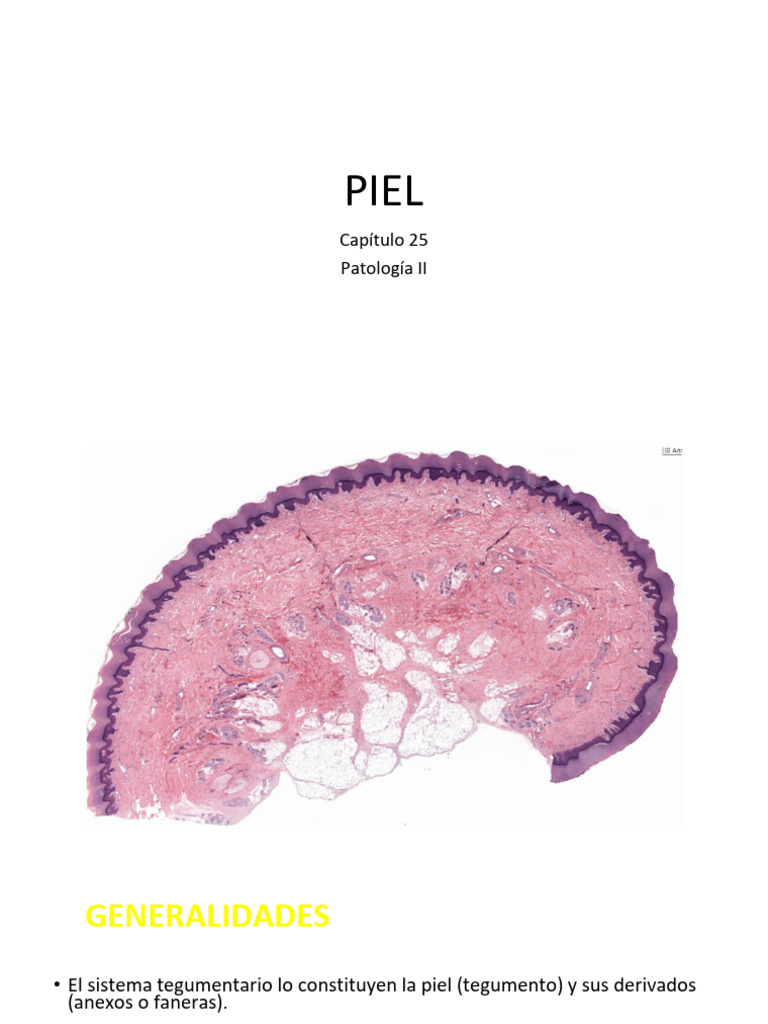 Piel | PDF | Piel | Sistema tegumentario