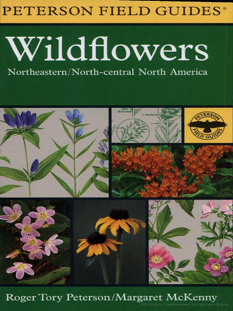 A Field Guide To Wildflowers Northeastern and North Central North ...