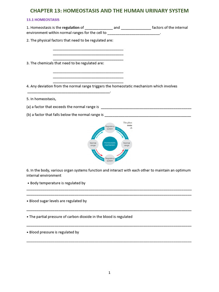 Chapter 13 Homeostasis & Urinary System | Download Free PDF ...