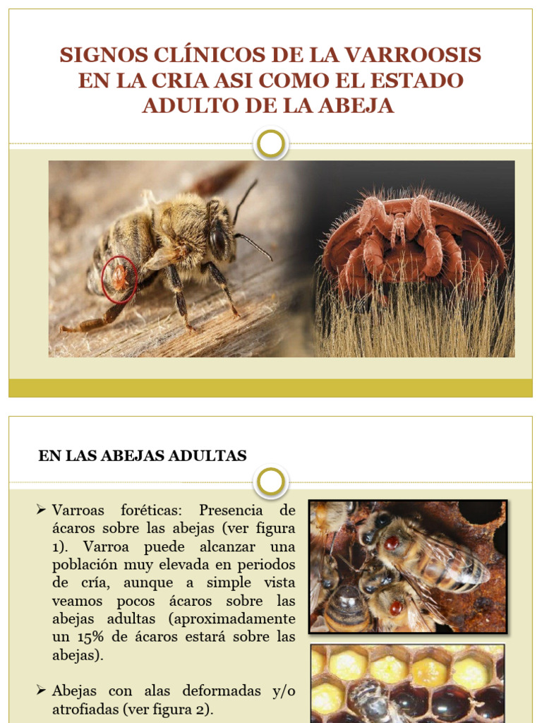 Varroosis - Apicultura | PDF | Abejas | Apicultura
