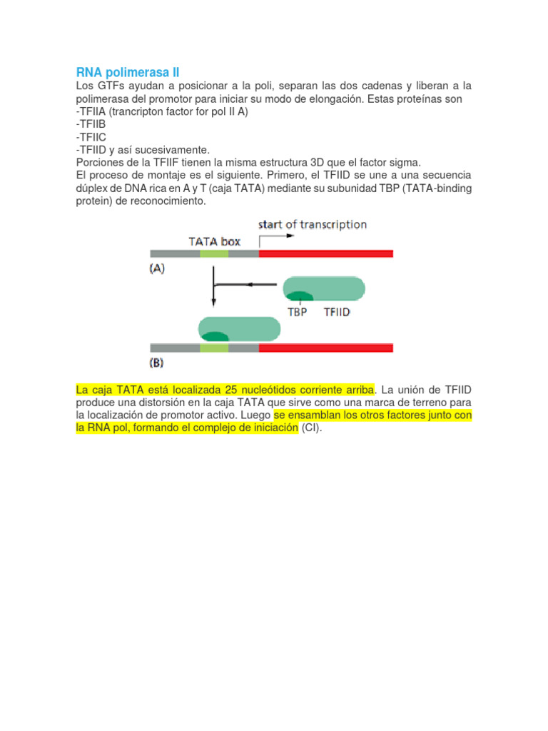 Transcripción | PDF | Rna Splicing | Traducción (biología)