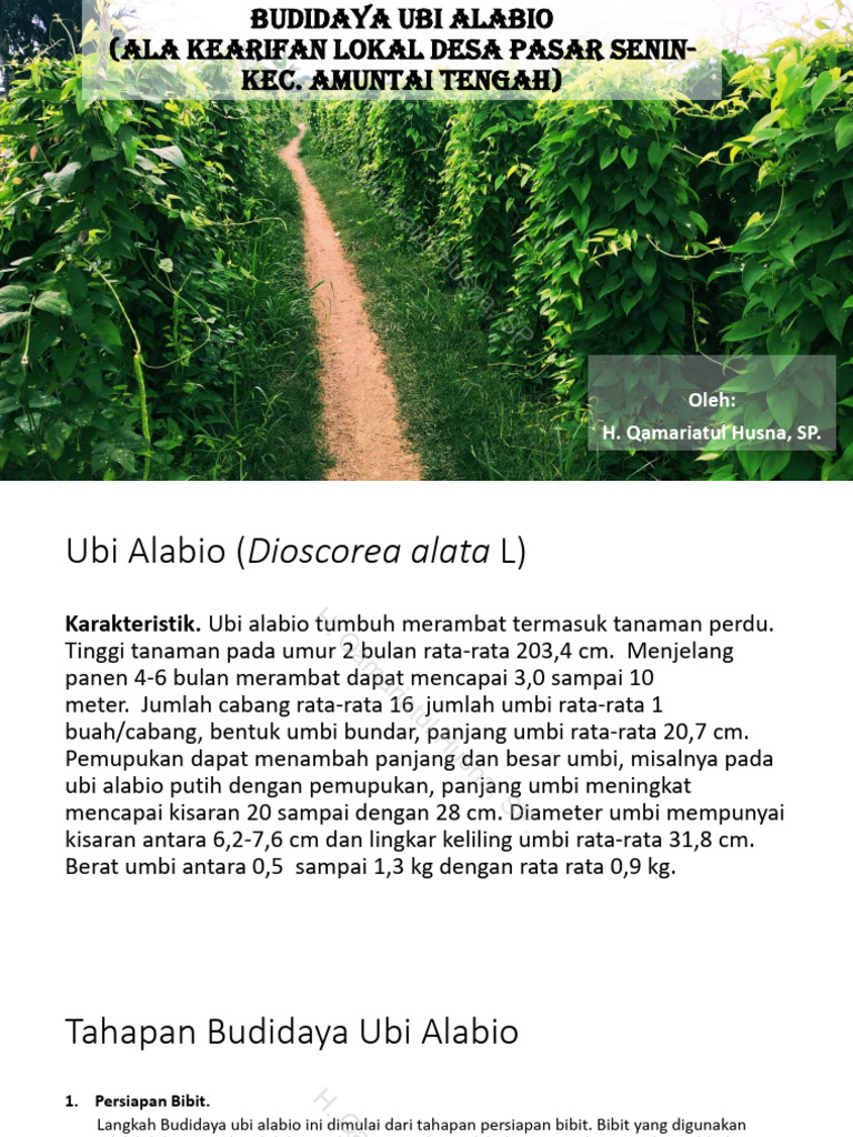 Panduan Budidaya Ubi Alabio | PDF
