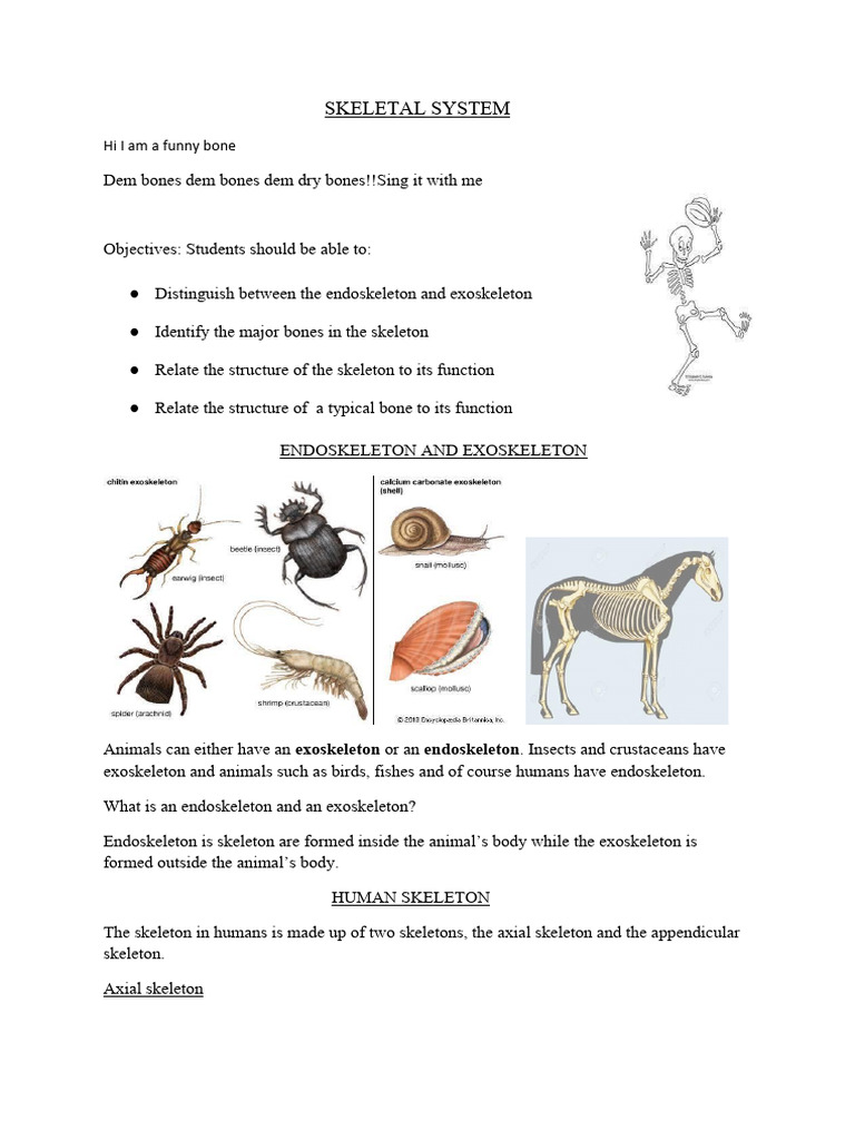 SKELETAL SYSTEM | PDF | Skeleton | Vertebral Column