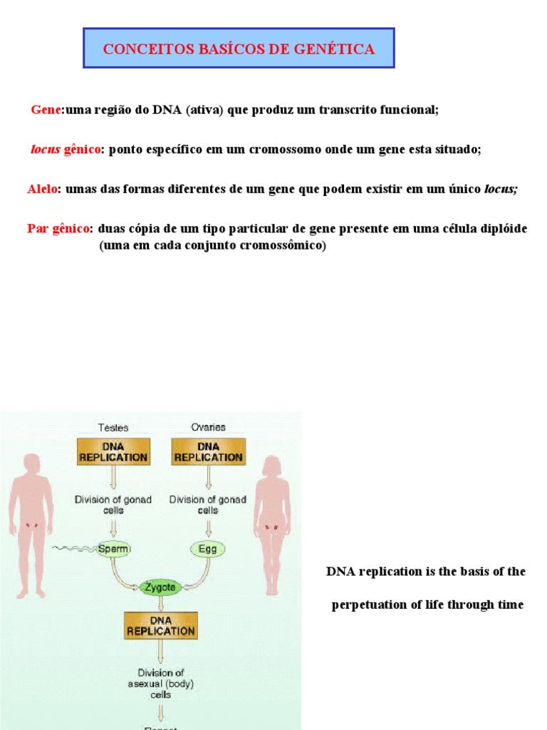 Conceitos Basícos De Genética: locus gênico | Dna Replication | Dna ...