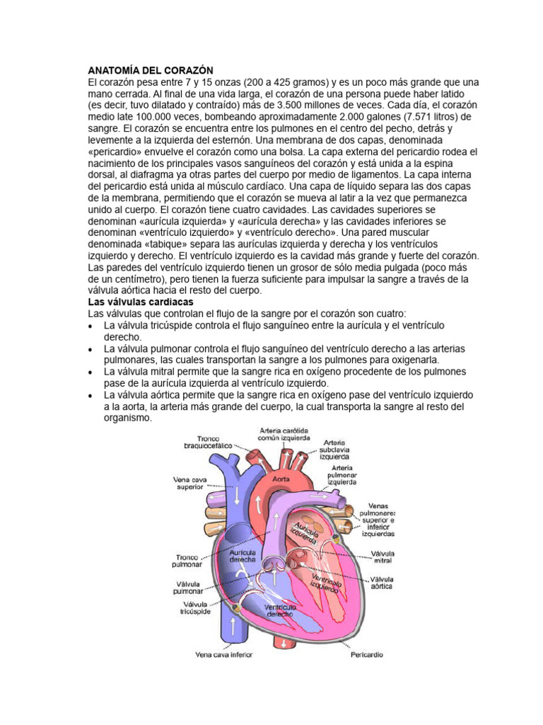 Anatomía y Función del Corazón | PDF | Corazón | Sistema circulatorio