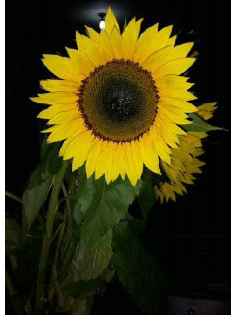 Girasol Jpg Pdf