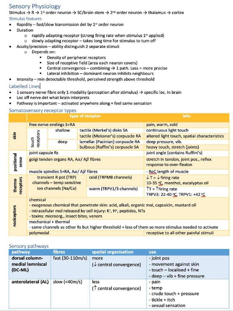 IMED1001 Sensory Physiology | PDF