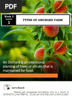 Bearing and Non Bearing Fruit Trees | PDF | Trees | Apple