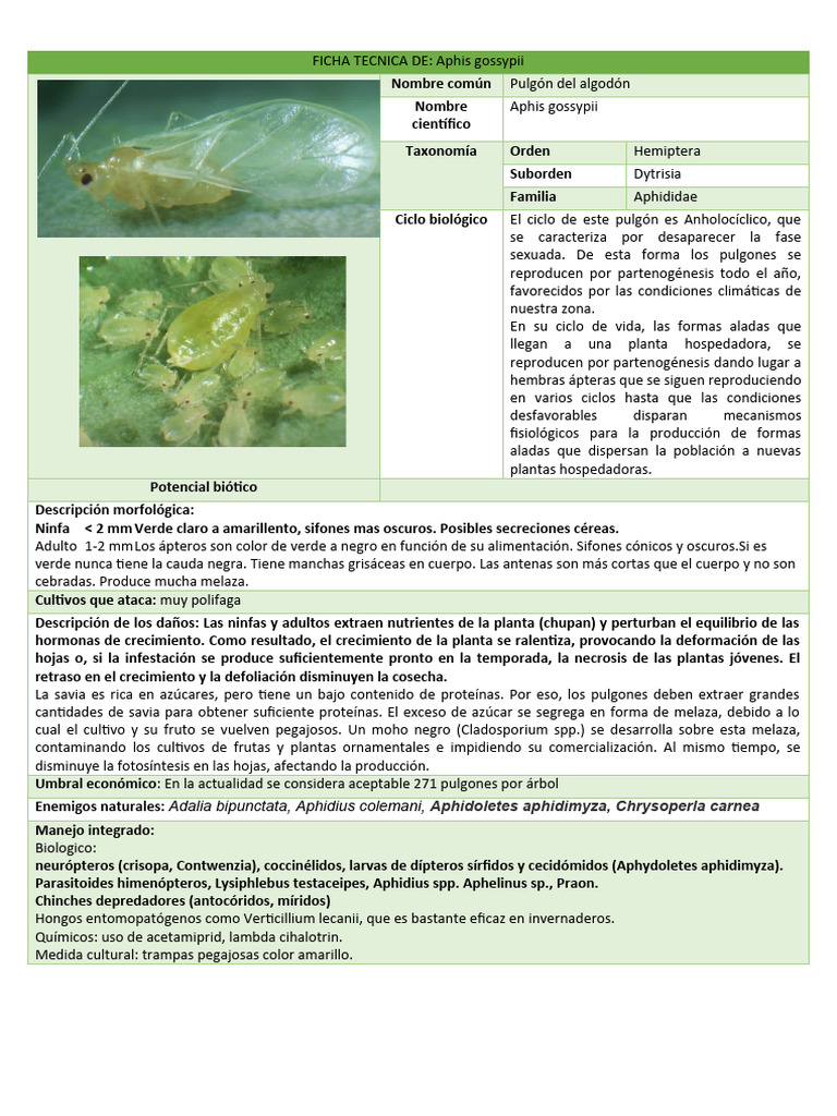 Aphis Gossypii | PDF | Insectos | Hexapoda