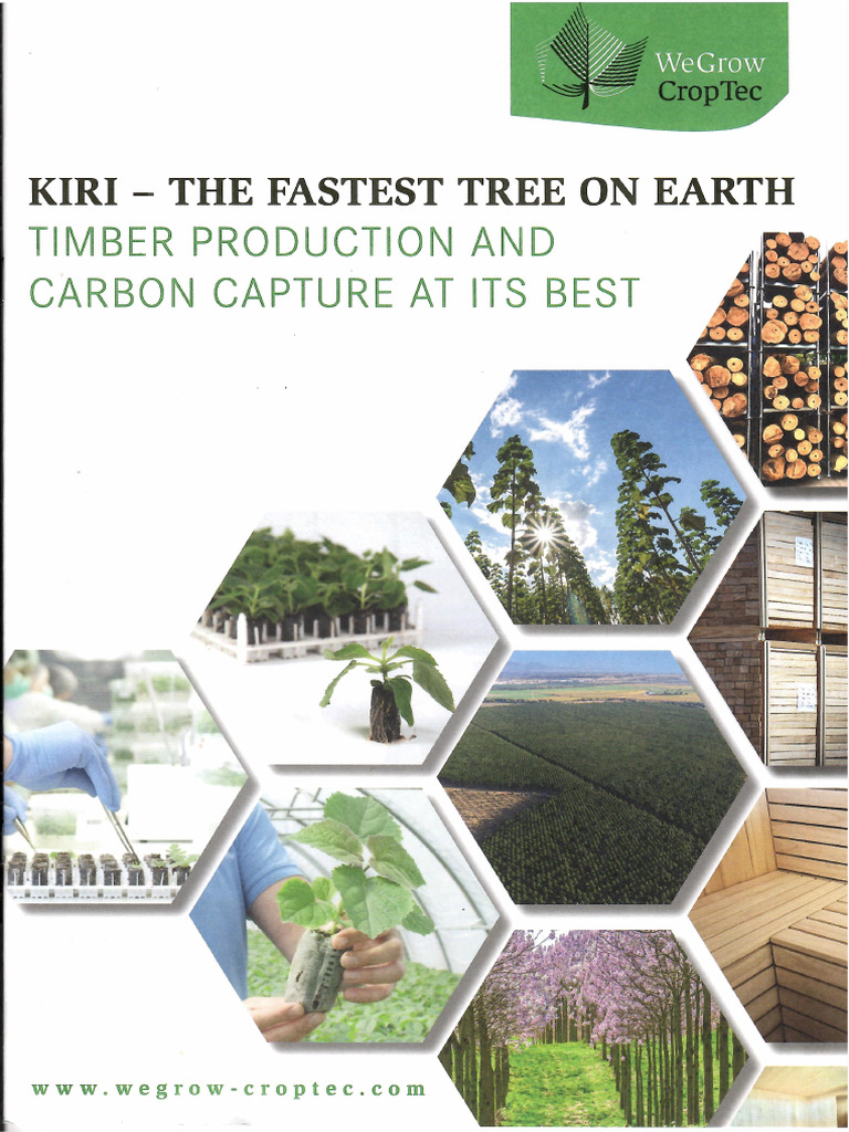 Kiri - The Fastest Tree on Earth | PDF