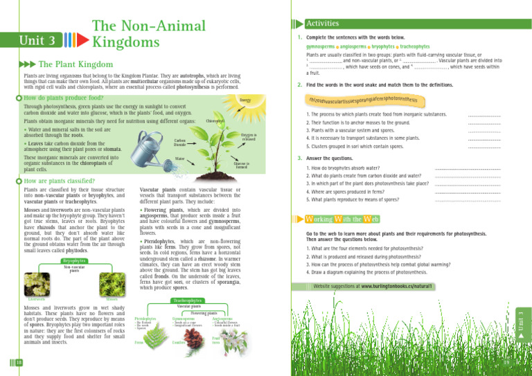 Plant Classification Guide | PDF | Plants | Fern