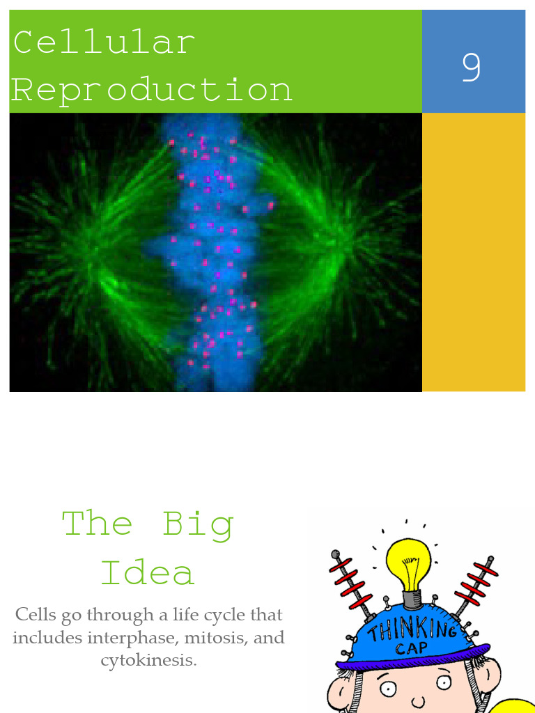 Cellular Reproduction | PDF | Mitosis | Cell (Biology)