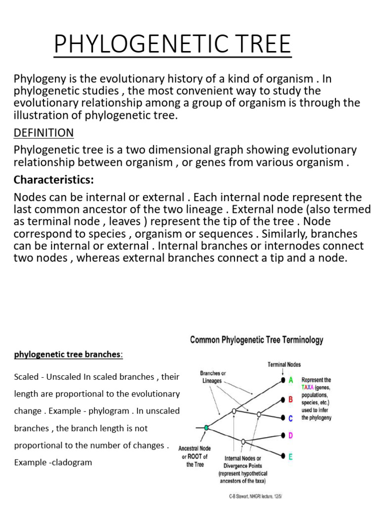 Phylogenetic Tree | PDF | Phylogenetic Tree | Species