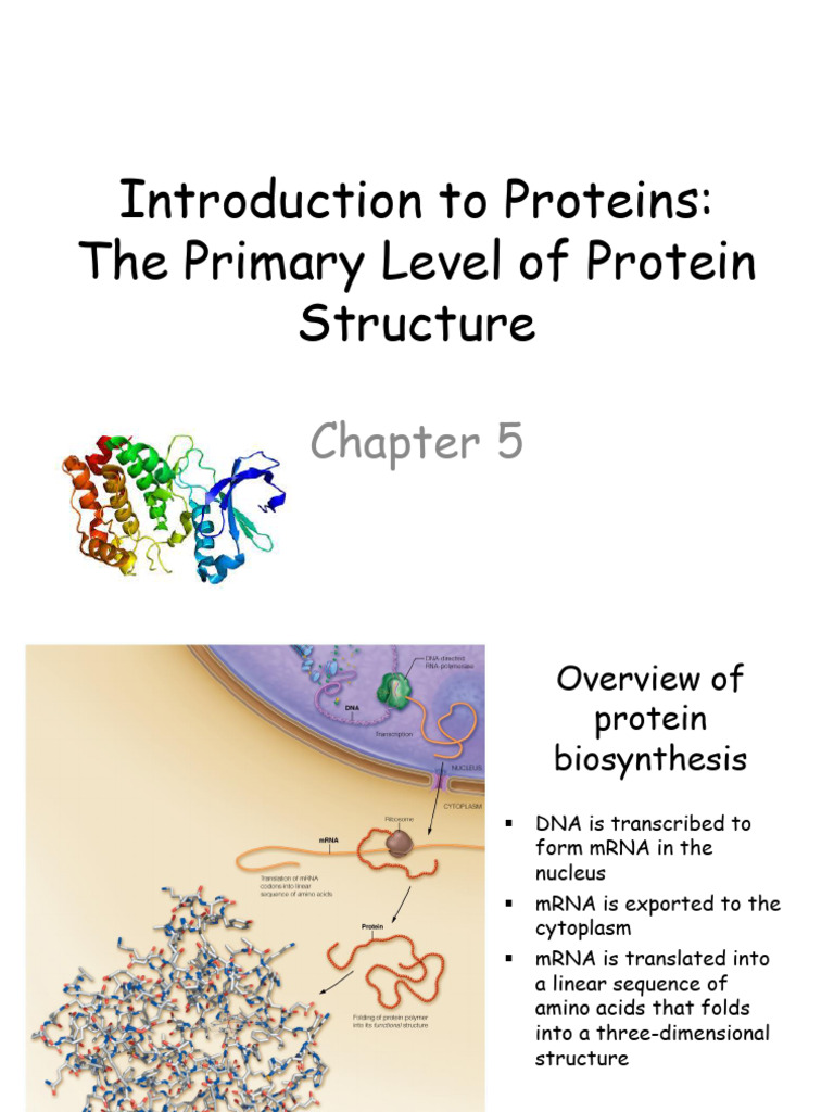 Chapter 5 Introduction to Proteins | PDF | Amino Acid | Genetic Code
